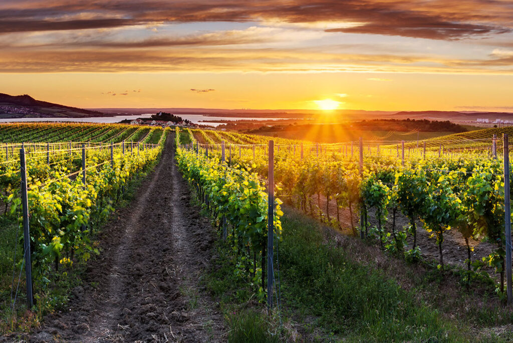 Nejlepší vinaři v Pavlově: Kam na košt na jižní Moravě